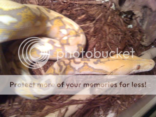 Fresh Shed - Purple Retic & T+Albino Blood | Reptile Forums