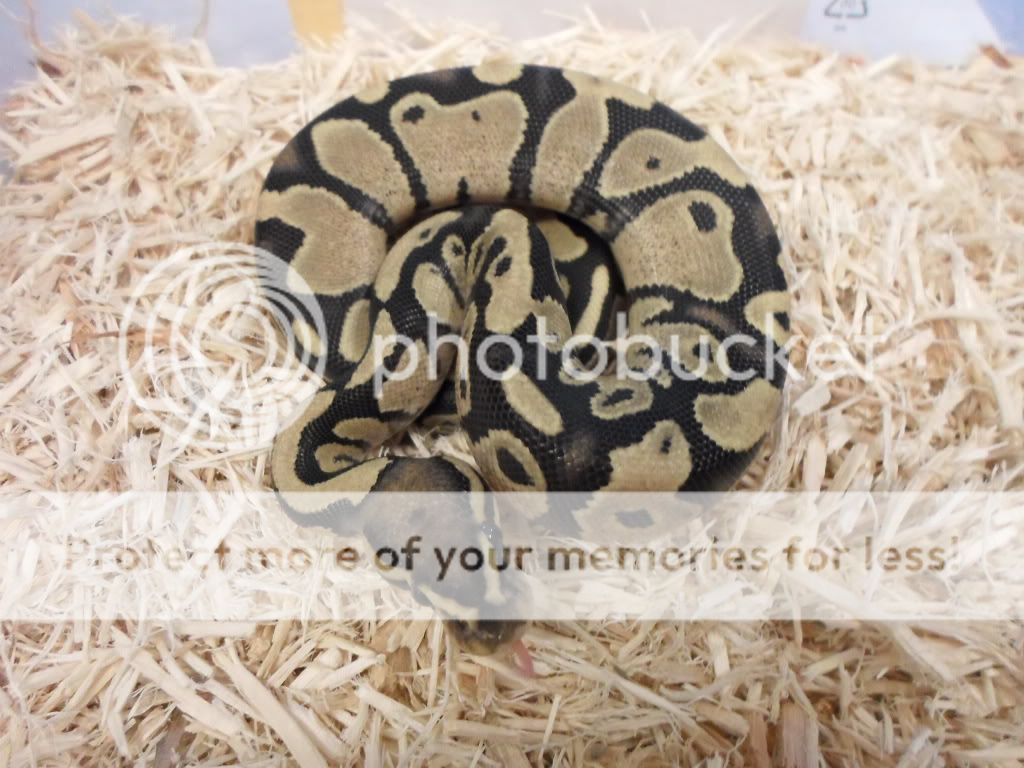 CB12 Male Fire Royal Python | Reptile Forums