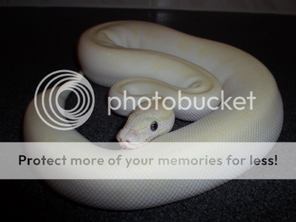 Royal Python Morph Thread (FAO Bladeblaster) | Reptile Forums