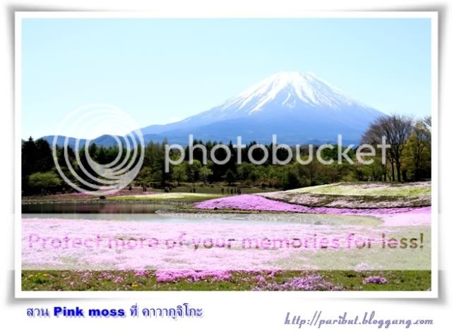 Bloggang.com : poongie : Japan story : Pink Moss Park : Yamanashi